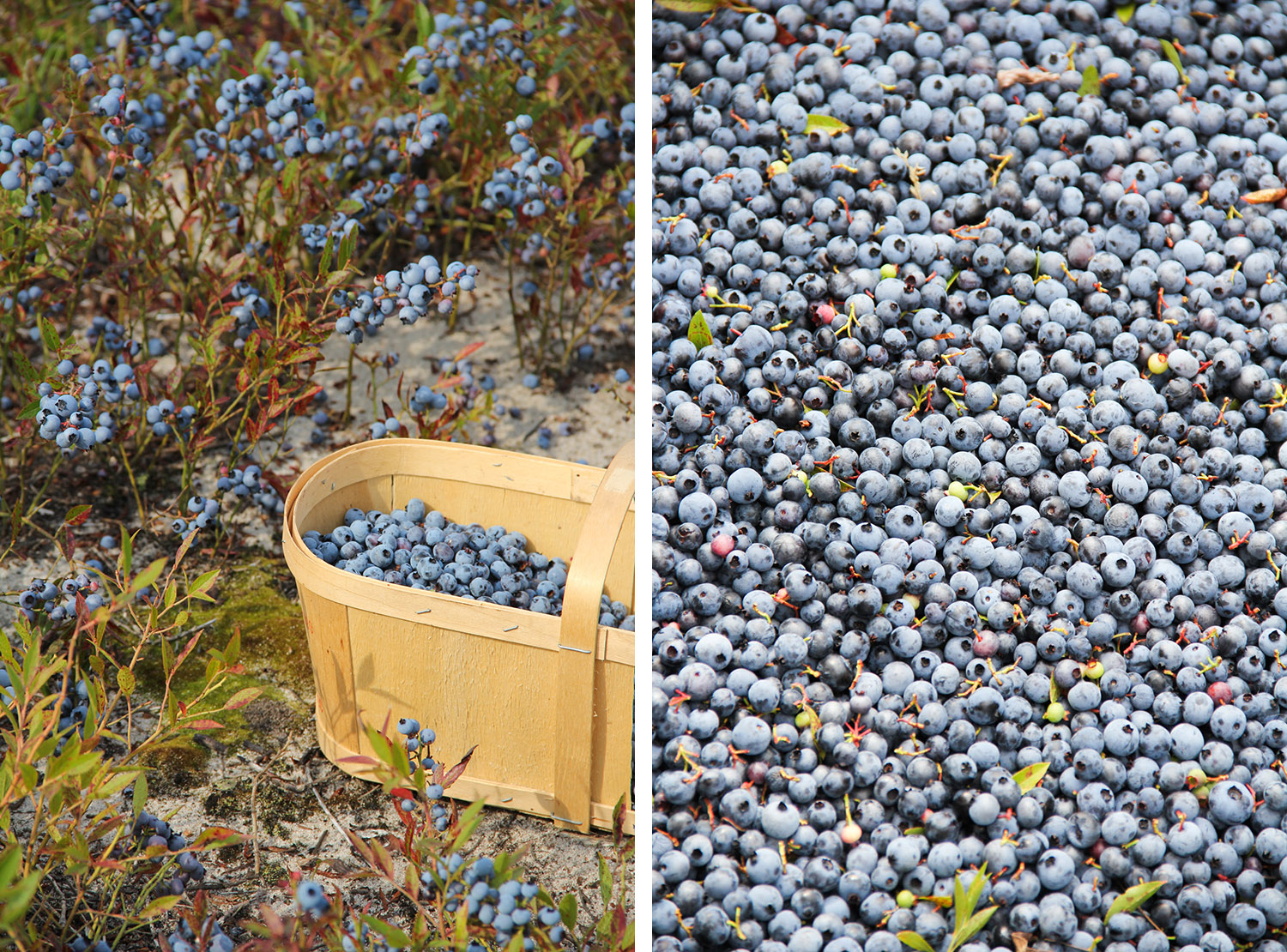 Québec : les bleuets sauvages du Lac Saint Jean | Merci pour le chocolat
