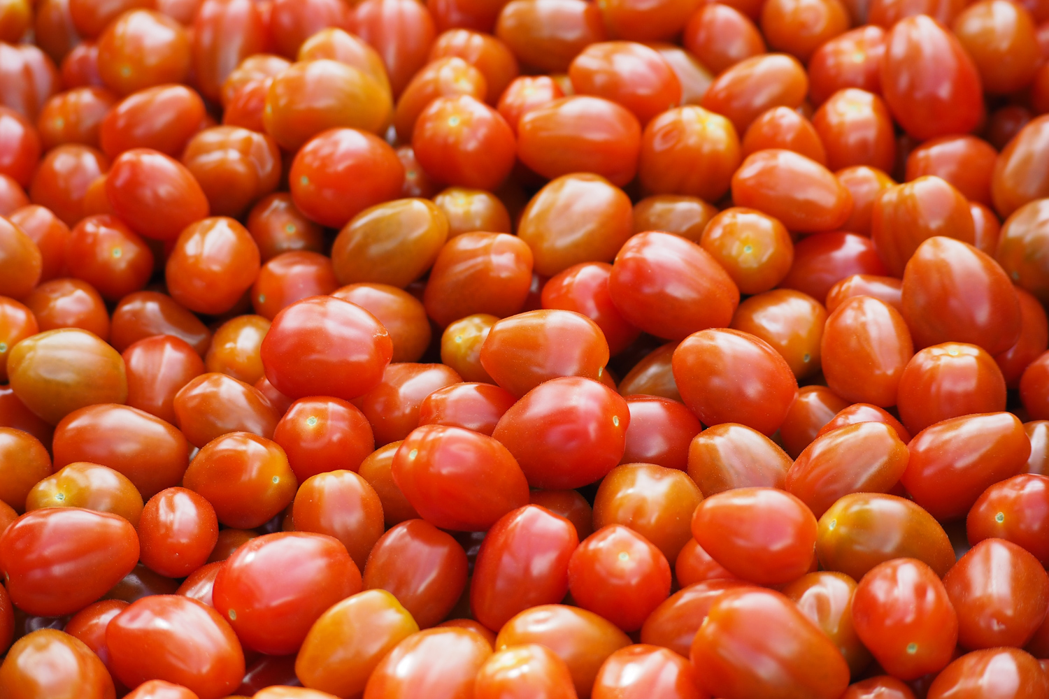 À la découverte des fraises et des tomates Savéol | Merci pour le ...