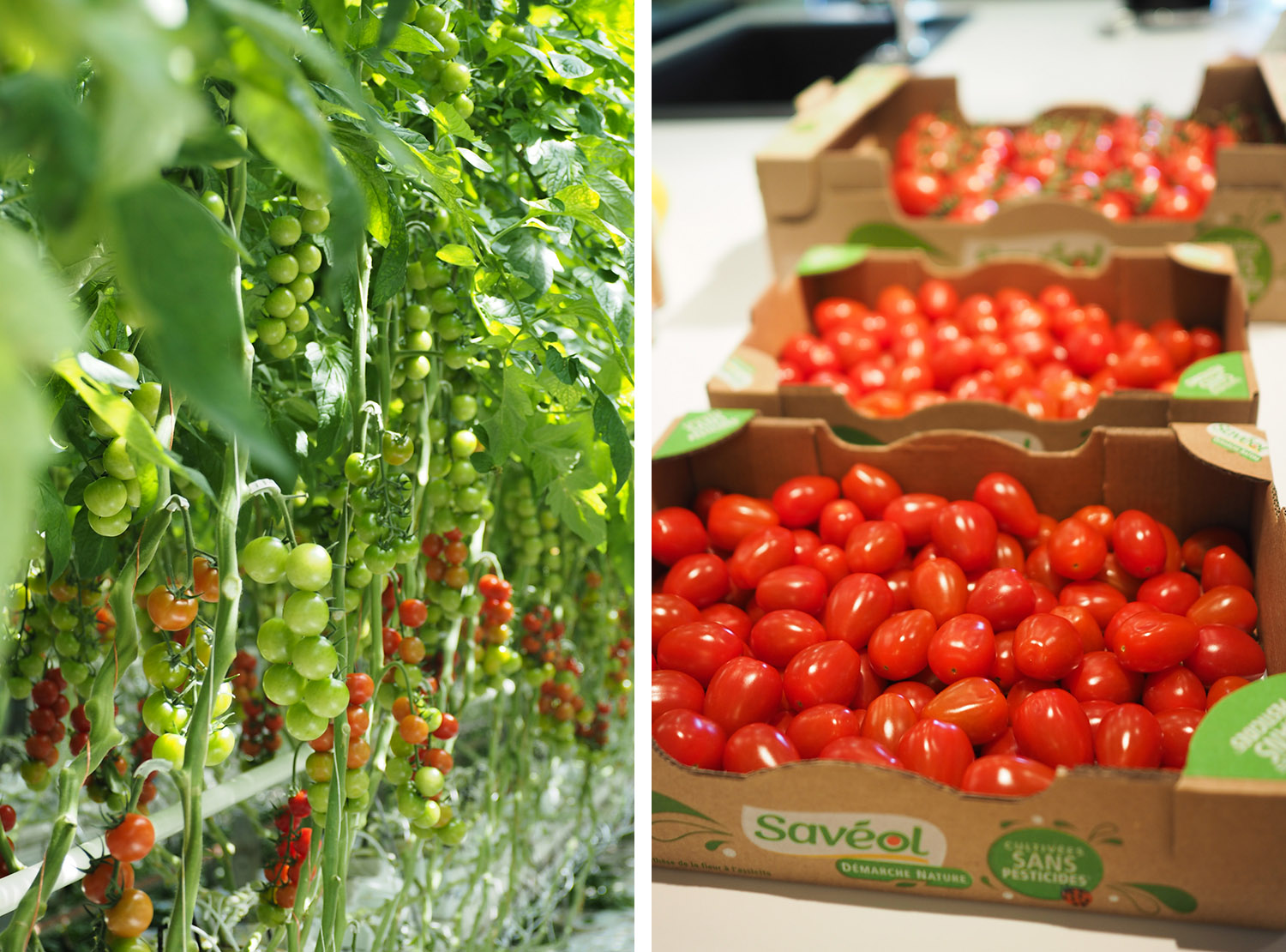 À la découverte des fraises et des tomates Savéol | Merci pour le ...